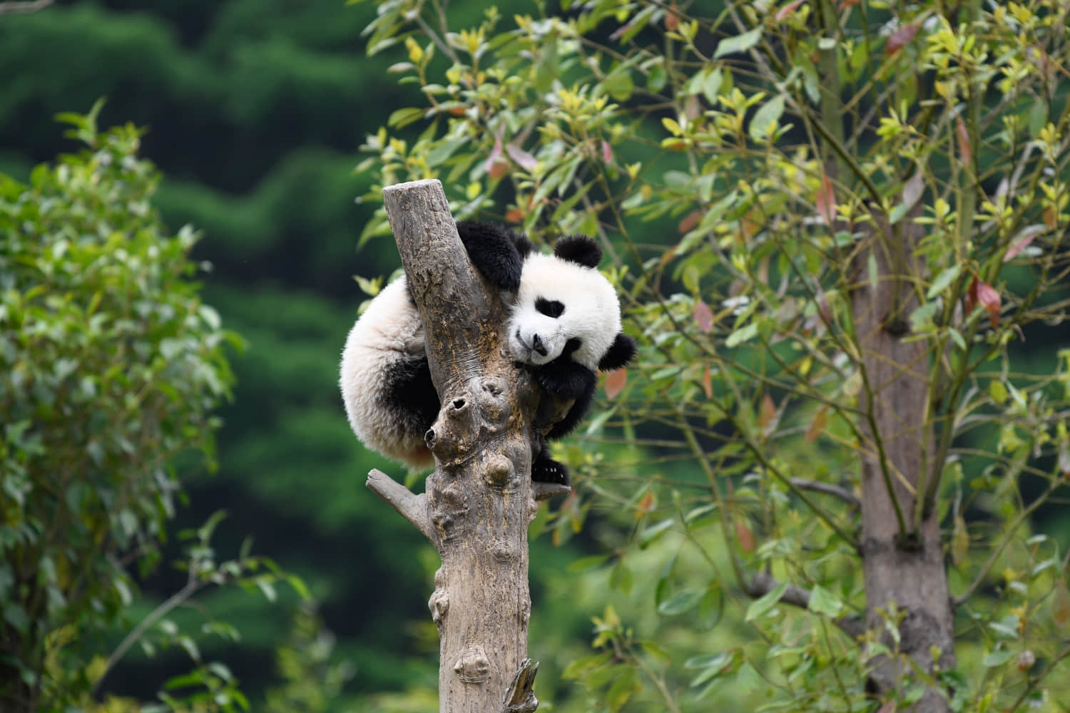 Best China National Parks to Explore | NAVO Tour